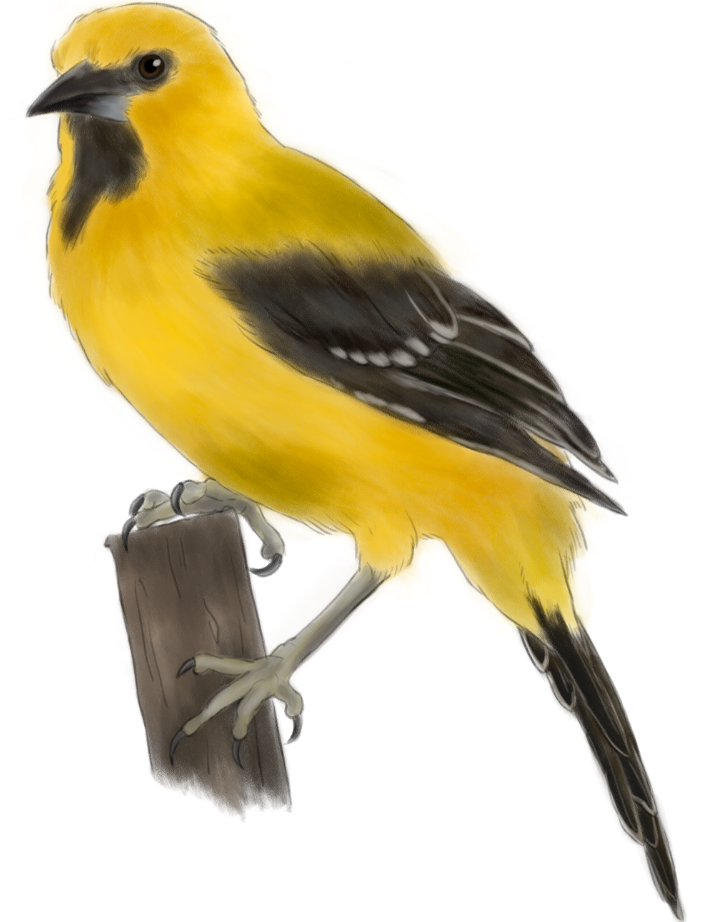 Familia Icteridae - Ecocampus Uninorte - Uninorte