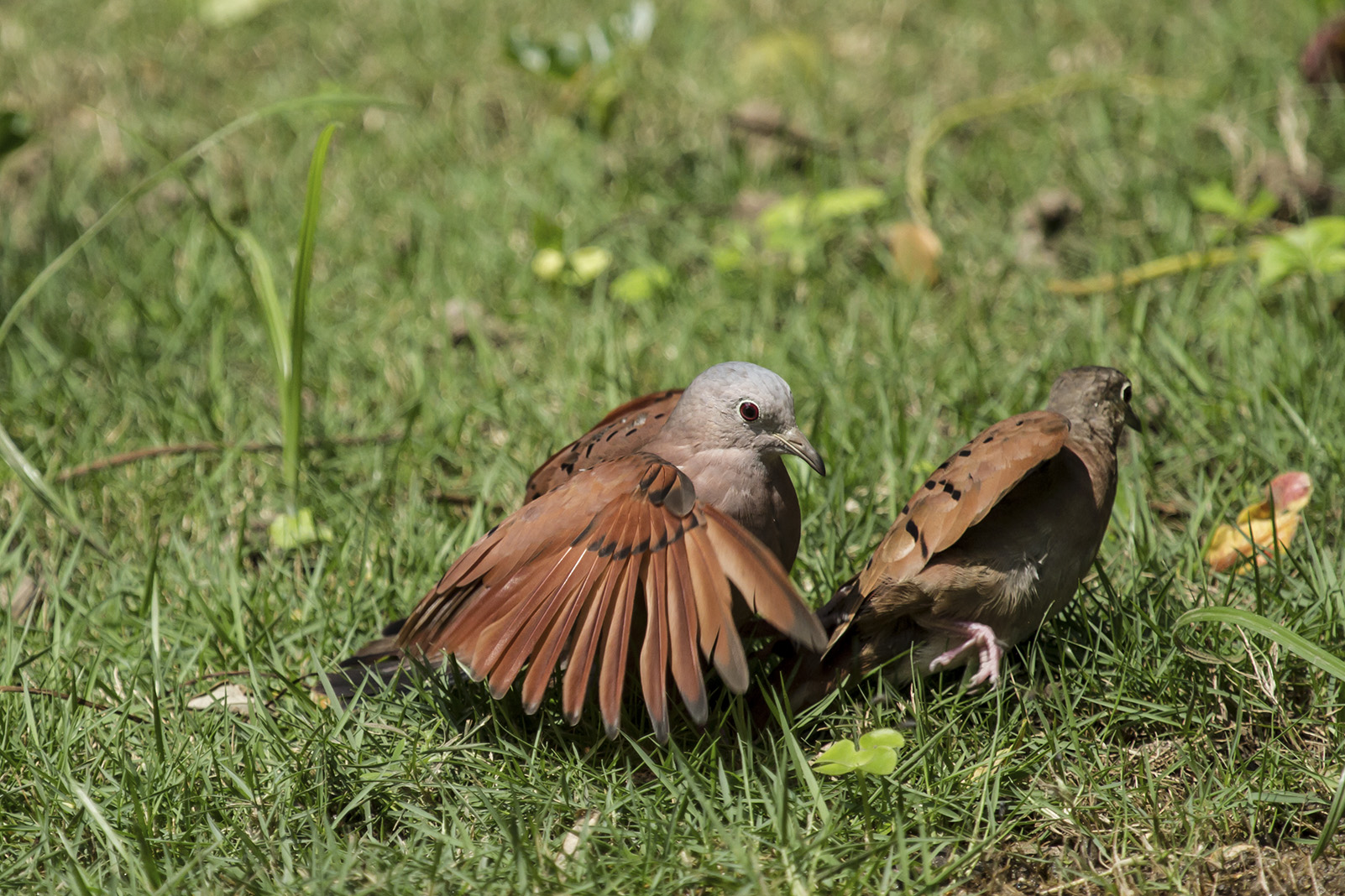 Familia Columbidae - Ecocampus Uninorte - Uninorte