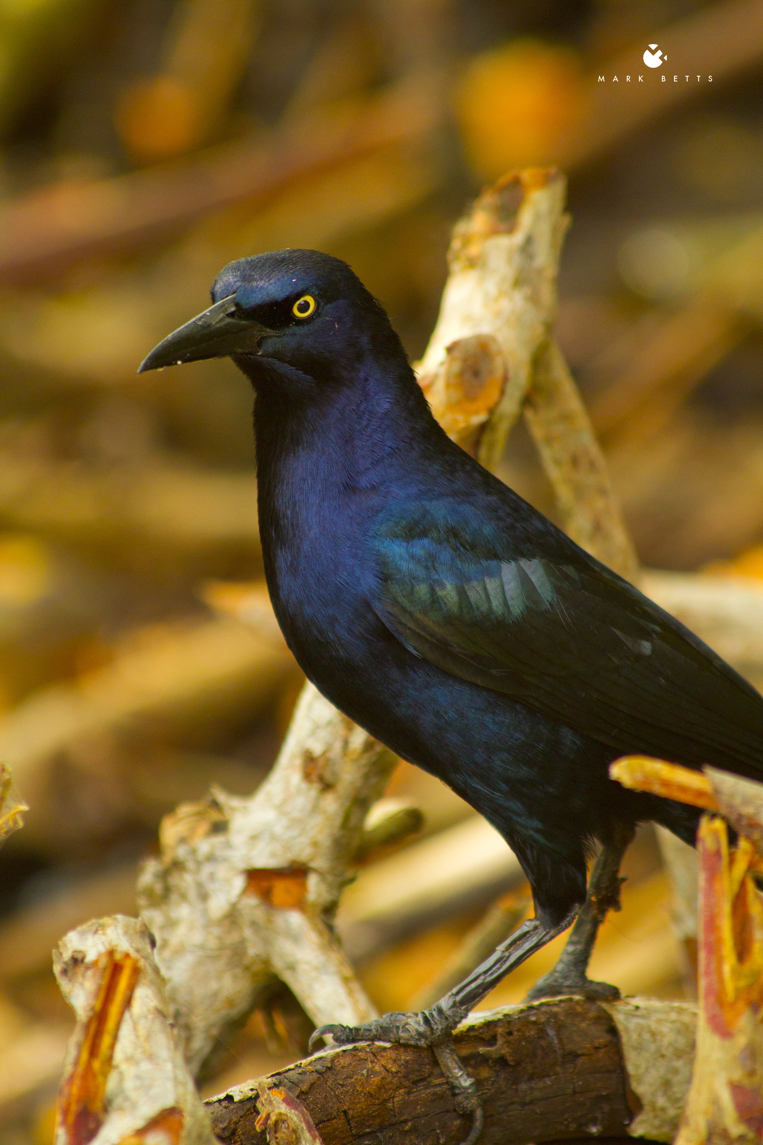 Familia Icteridae - Ecocampus Uninorte - Uninorte