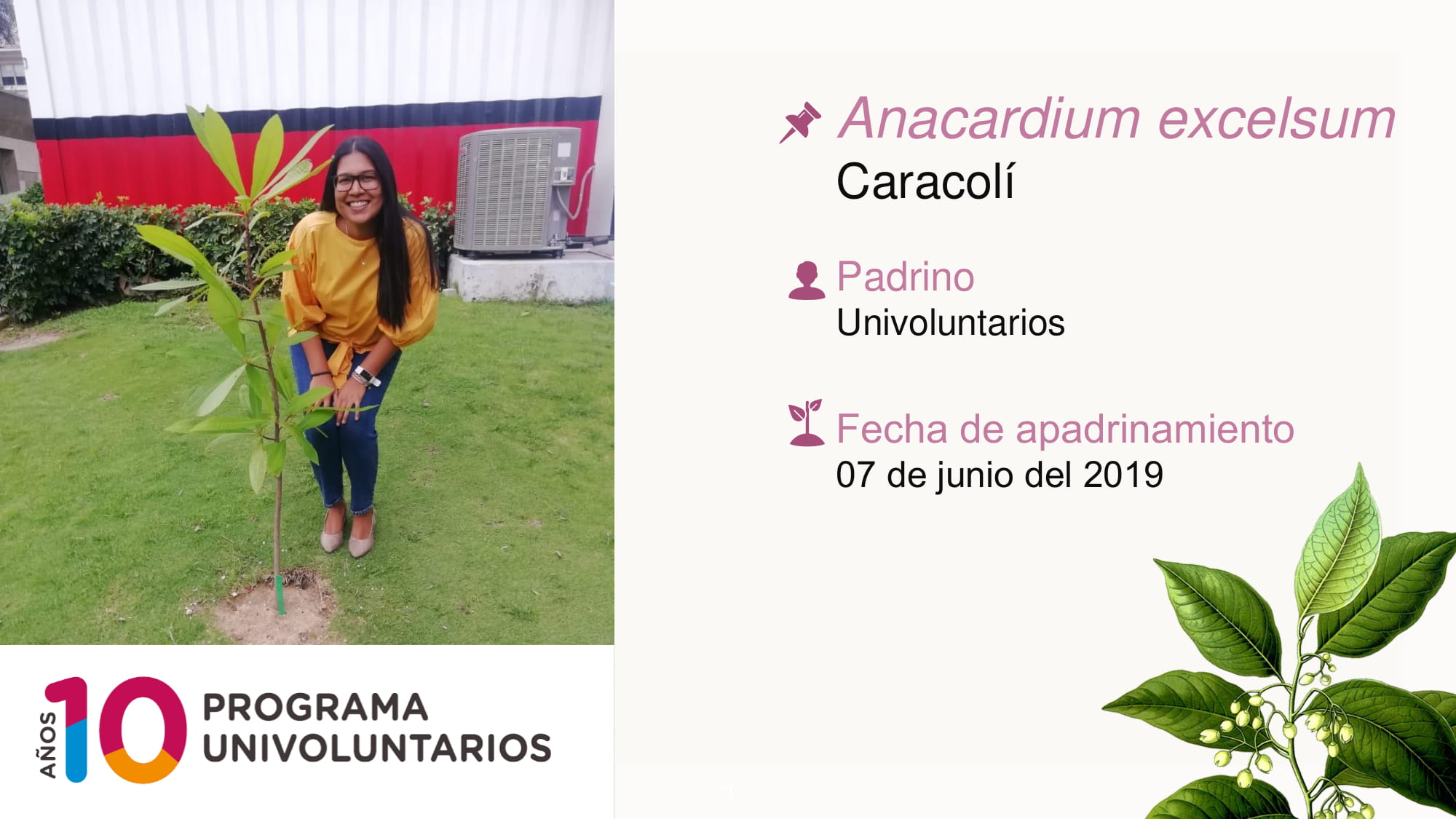 Caracolí - Ecocampus Uninorte - Uninorte