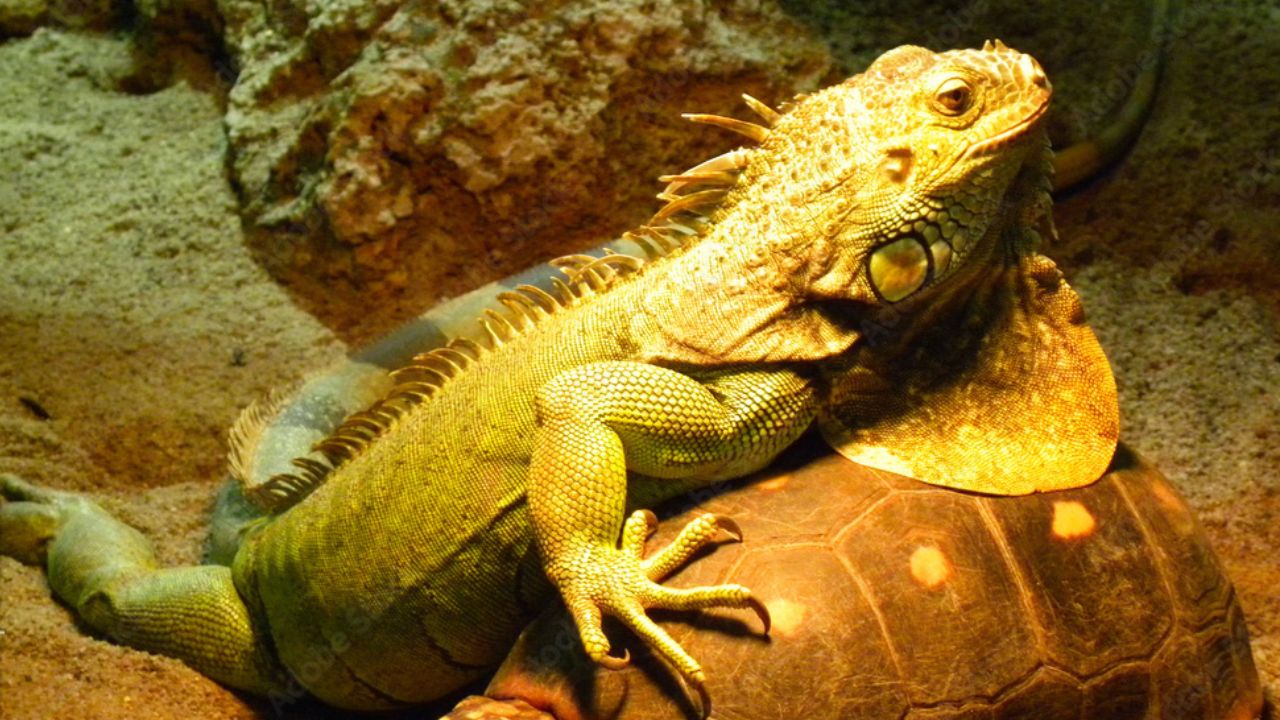 Las especies amenazadas de la región y los retos frente a su protección ...